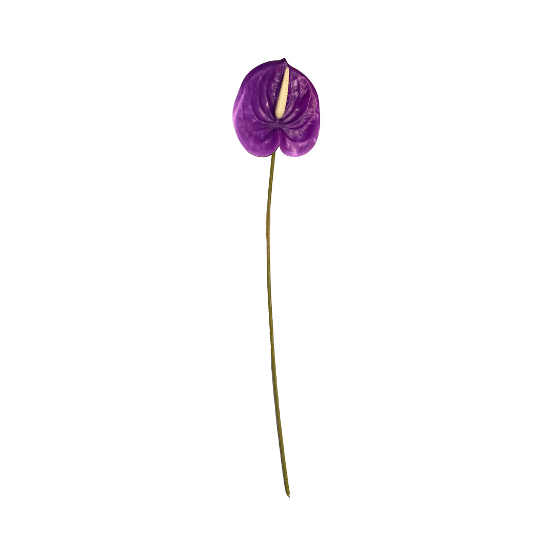 Anthurium Violet